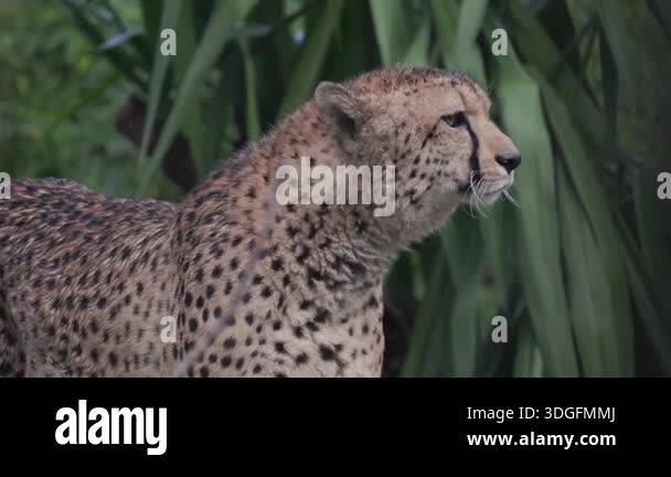 Majestic wild cheetah turning its head in a lush green jungle ...
