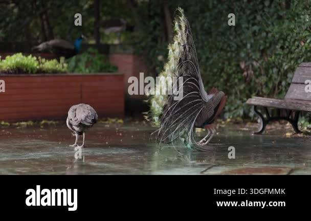 Beautiful male peacock displaying its vibrant tail feathers while ...