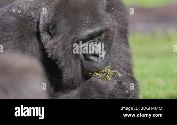 Large silverback gorilla chewing on a mouthful of green grass in a ...