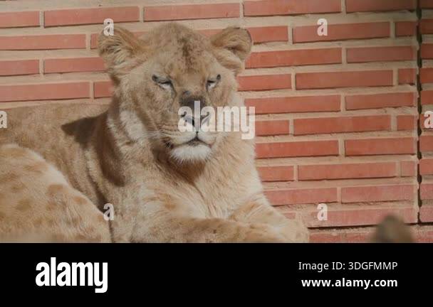 Close up of a sleepy lion cub basking in the sun against a brick wall ...
