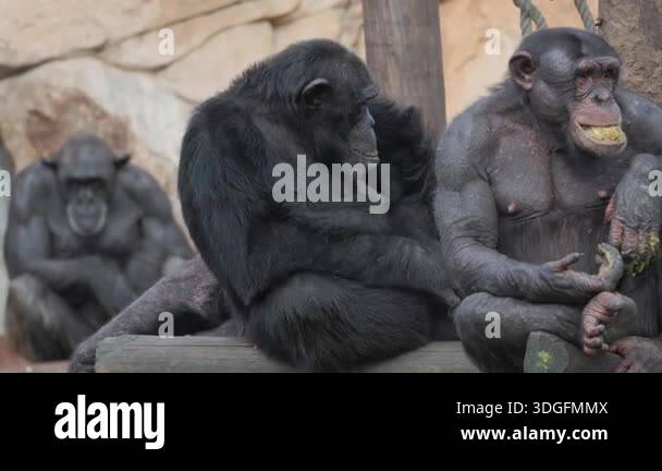 Chimpanzee family grooming Stock Videos & Footage - HD and 4K Video ...