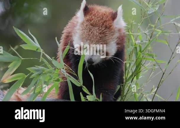 Cute red panda sitting and eating fresh bamboo leaves in a natural ...