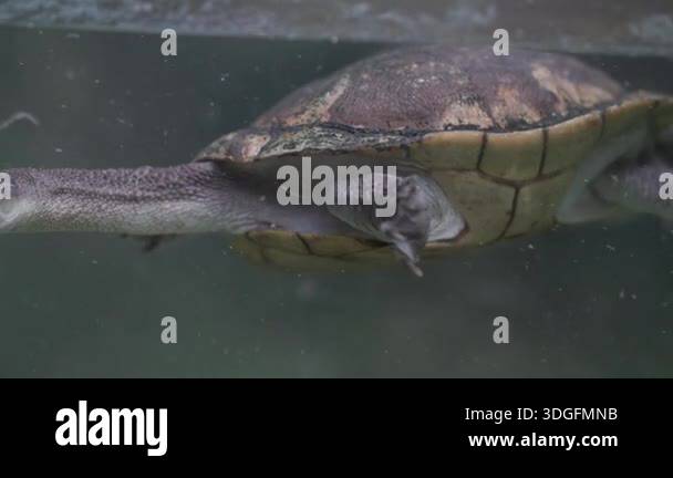 Snake-necked turtle swimming in murky green water, coming to the ...