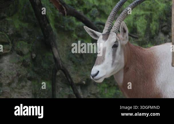 Portrait of a scimitar-horned oryx, a critically endangered species of ...