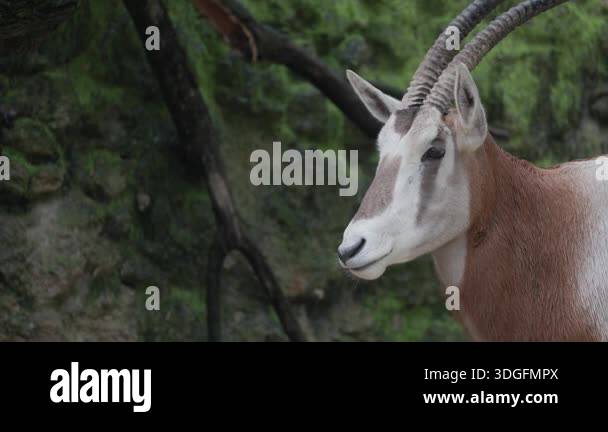 Majestic scimitar-horned oryx standing still in front of a mossy rock ...