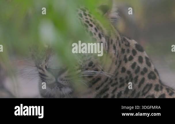Amur leopard resting and dozing off behind green foliage in its natural ...