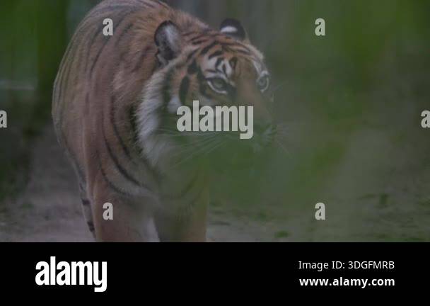 Intense tiger walking forward through the out-of-focus green jungle ...