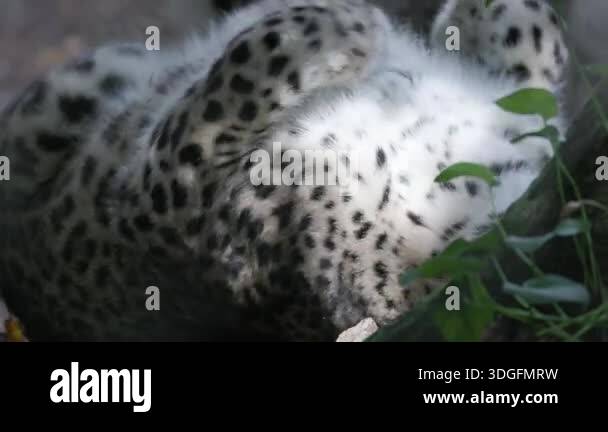 Close-up of a stunning persian leopard waking up from a nap and looking ...