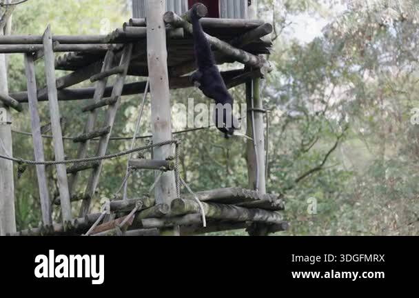 Agile spider monkey with black fur moving gracefully on a wooden ...