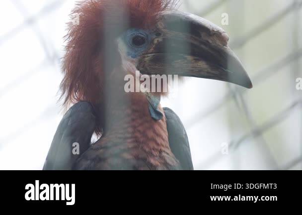 Rufous hornbill, a large exotic bird, looking around inside a zoo cage ...