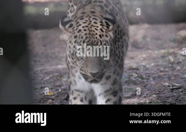 Majestic persian leopard walking and looking towards the camera with a ...