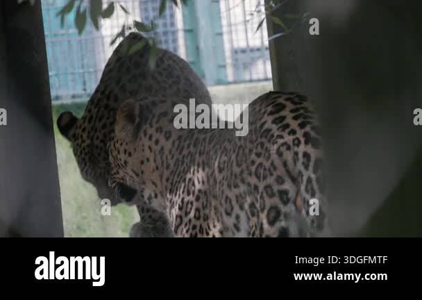 Majestic persian leopards walking inside their enclosure at the zoo ...