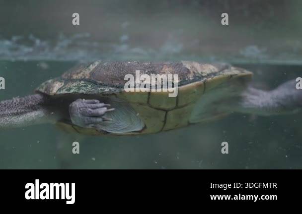 Aquatic reptile with a long neck swimming slowly and freely in the ...