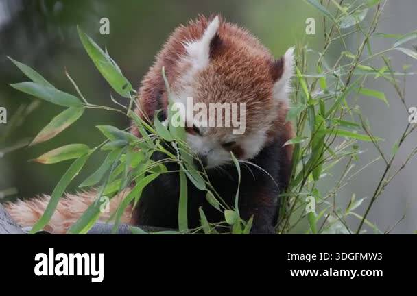 Cute red panda sitting in a tree and eating fresh bamboo leaves in its ...