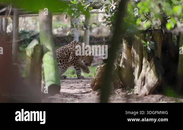Majestic leopard carefully walking on a path in its natural habitat and ...