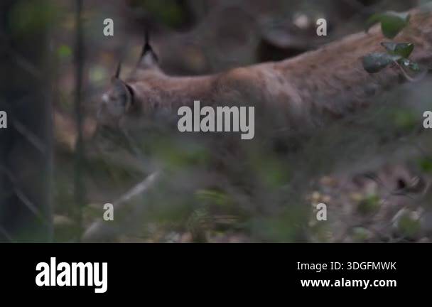 Beautiful eurasian lynx walking in its enclosure behind a chain-link ...