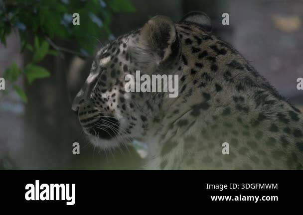 Magnificent spotted leopard showing its teeth and tongue in a big yawn ...