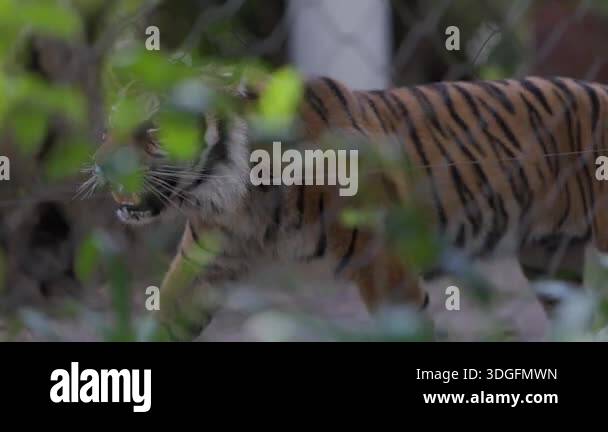 Endangered sumatran tiger anxiously pacing back and forth in its zoo ...