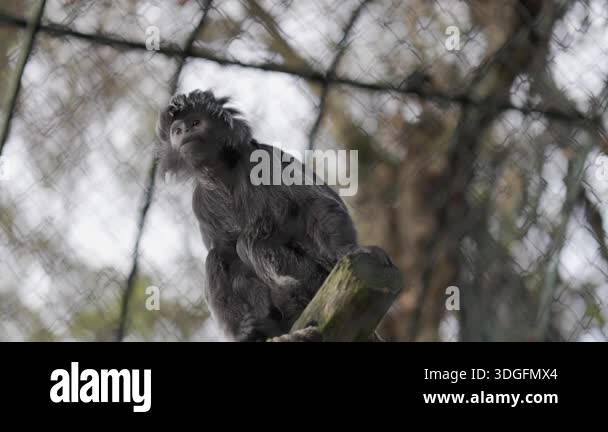 Francois leaf monkey Stock Videos & Footage - HD and 4K Video Clips - Alamy