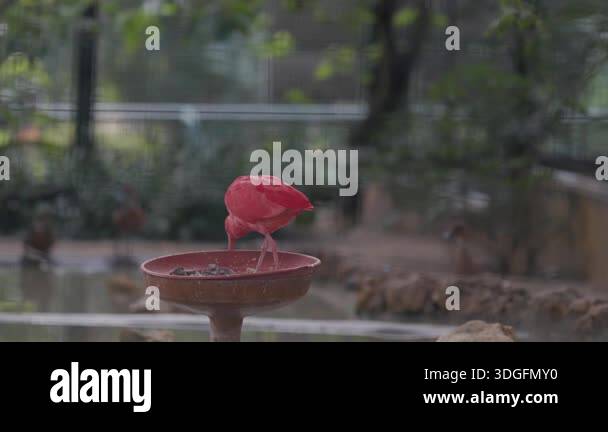 Scarlet ibis with vibrant red plumage feeding from a bird feeder in its ...