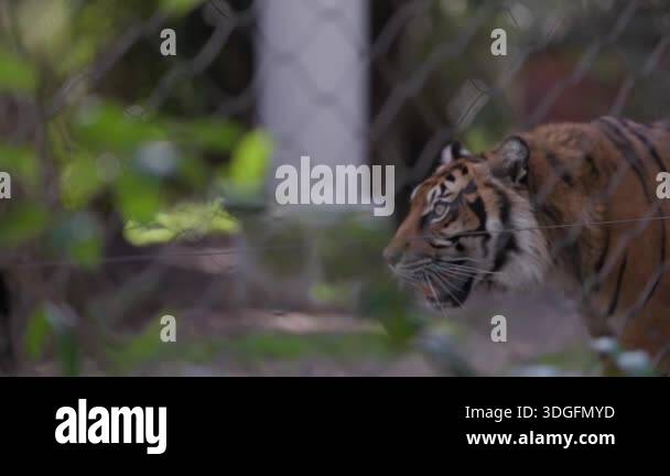Solitary sumatran tiger anxiously pacing back and forth in a zoo ...