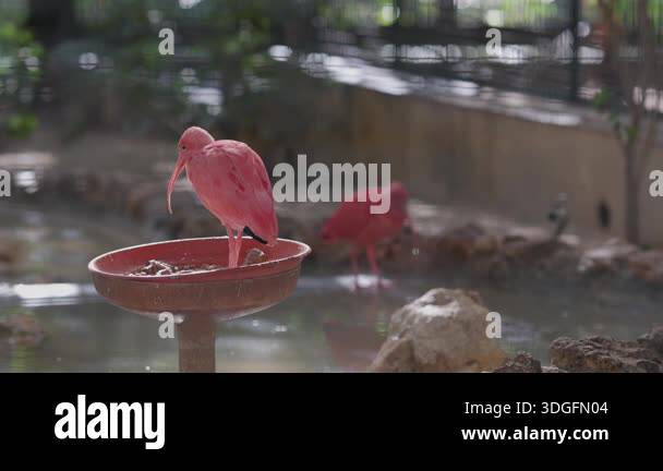 Pink scarlet ibis standing in a bird feeder bowl inside an aviary ...