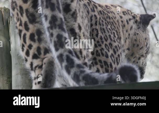 Majestic amur leopard in its enclosure at the zoo turning its head and ...