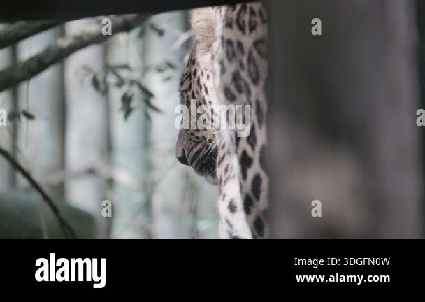 Majestic leopard with spotted fur moving cautiously through a dense ...