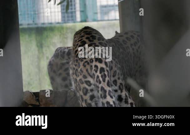 Beautiful leopards with spotted fur interacting and relaxing inside ...
