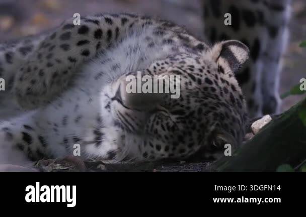 Endangered amur leopard waking up and stretching while lying on its ...