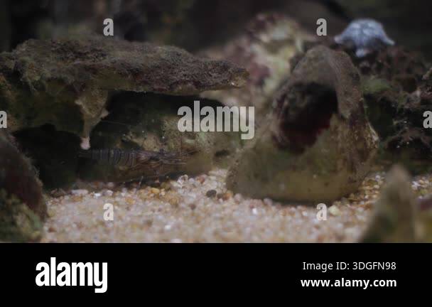 Small striped shrimp with long antennae moving along the sandy bottom ...