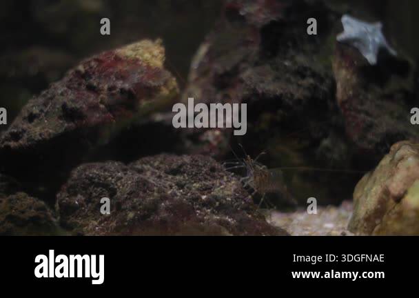 Small translucent shrimp with long antennae moving along a dark rock on ...