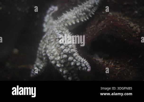 Close-up of a white sea star with spiny skin slowly crawling on a dark ...