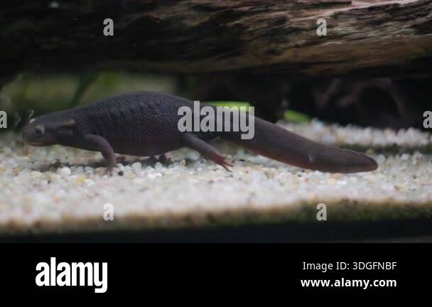 Side view of a dark amphibian, possibly a newt or salamander, walking ...