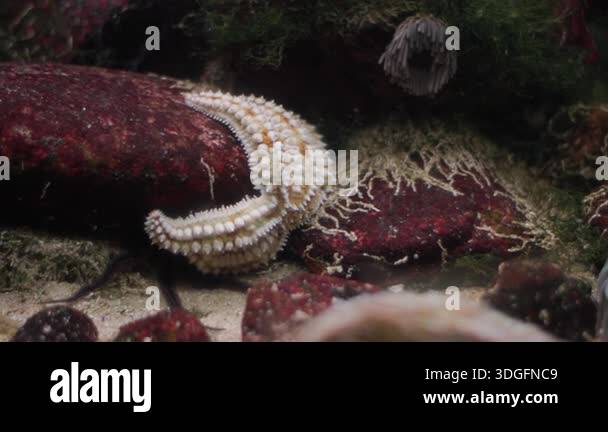 White spiny starfish slowly crawling over a red rock on the sandy ...