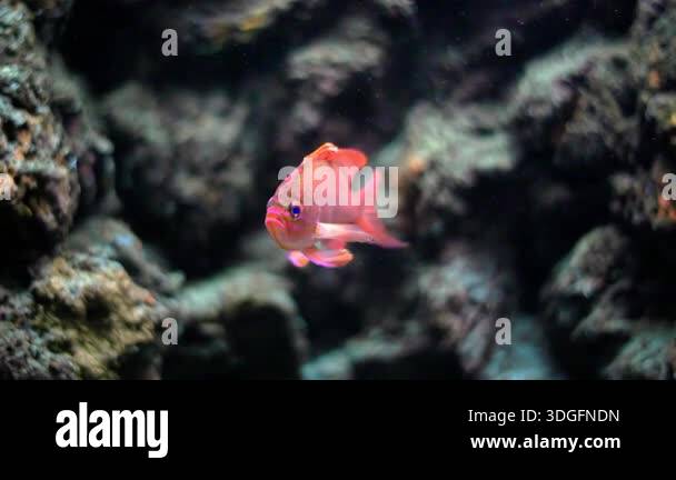 One small pink anthias fish swimming peacefully near a rocky reef in a ...