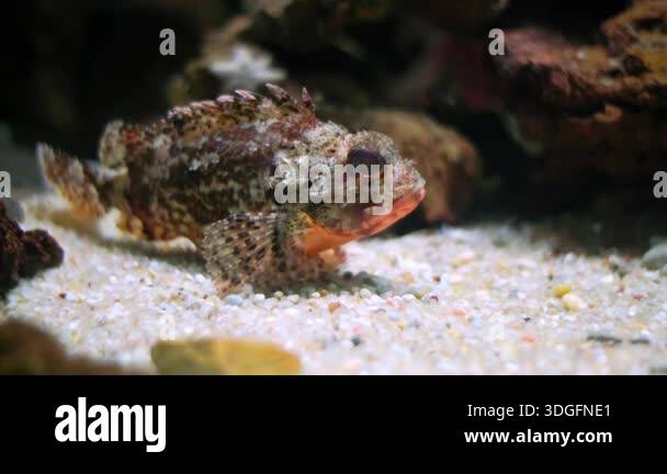 Dangerous stonefish perfectly camouflaged on the ocean floor waiting ...