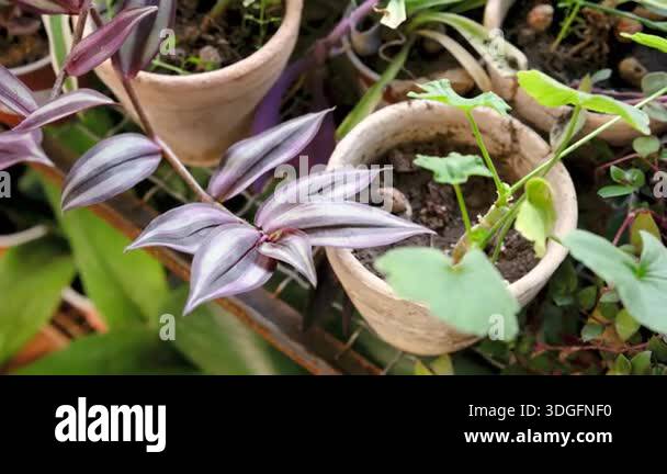 Striped Wandering Jew plant growing in pots outdoors on a shelf Stock ...