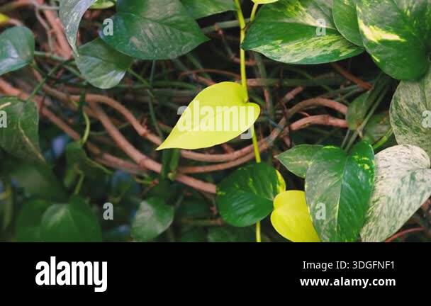 Pothos plant vibrant green Stock Videos & Footage - HD and 4K Video ...