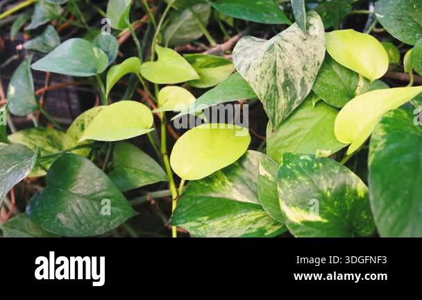Golden pothos vines with varied green leaves grow densely against a ...