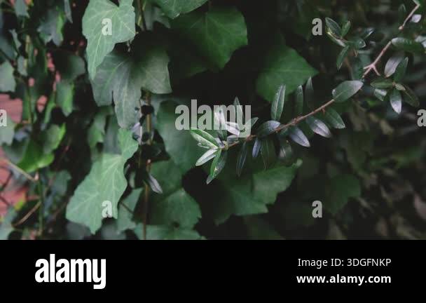 English ivy and small leaf shrub plants entwined on a textured ...