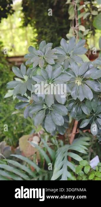 Schefflera plant leaves with soft green foliage in a garden setting ...