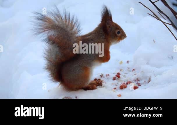 4K video of a squirrel in winter, moving or sitting in a snowy natural ...