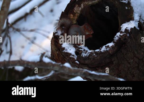 4K video of a squirrel in winter, moving or sitting in a snowy natural ...