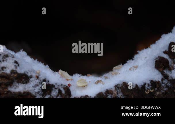 4K video of a forest mouse or field mouse moving in its natural habitat ...