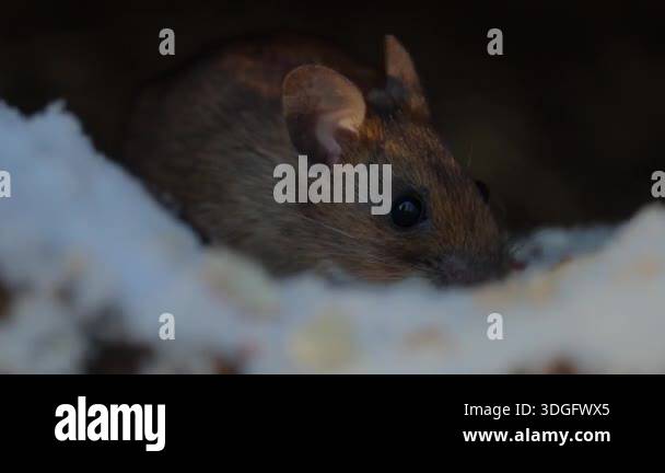 4K video of a forest mouse or field mouse moving in its natural habitat ...