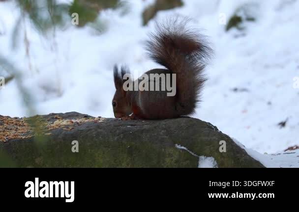 4K video of a squirrel in winter, moving or sitting in a snowy natural ...