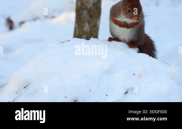 4K video of a squirrel in winter, moving or sitting in a snowy natural ...