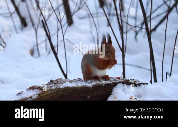 4K video of a squirrel in winter, moving or sitting in a snowy natural ...
