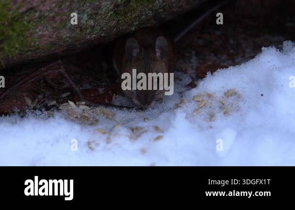 4K video of a forest mouse or field mouse moving in its natural habitat ...